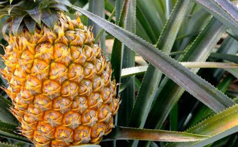 Exportaciones de piña en Panamá